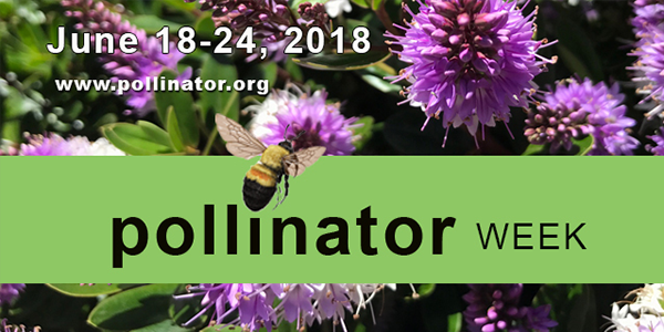 13 Un-Bee-Lievable Facts About Pollinators – Town Hall Seattle